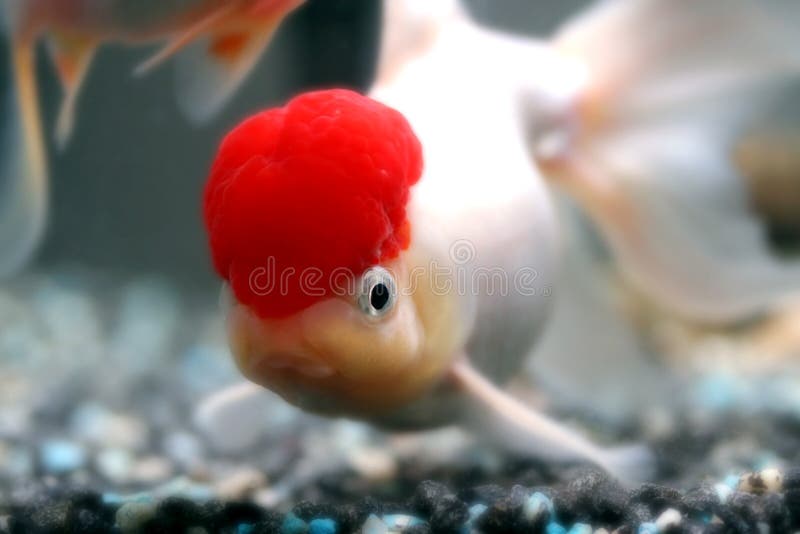 Pink Axolotl Also Known As Walking Fish Stock Image - Image of ...