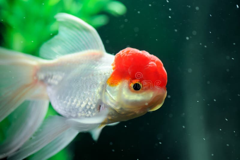 Red Cap Oranda and a Black Goldfish at Background Stock Image - Image ...