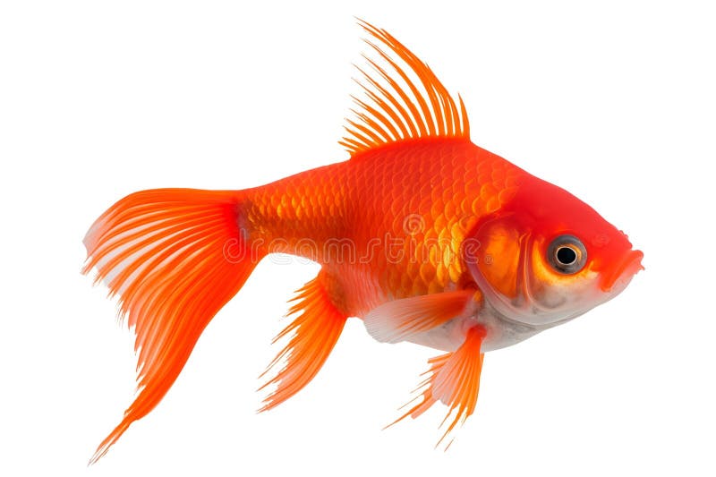 Red Cap Oranda Fish Isolated on White or Transparent Background. Close ...