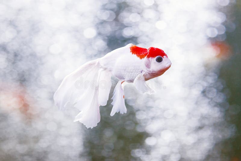 Red Cap Oranda Gold Fish in Exclusive Color Close-up. Stock Photo ...