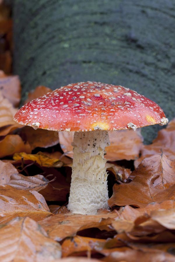 Red Cap Toadstool stock photo. Image of fungi, meadow - 22448422