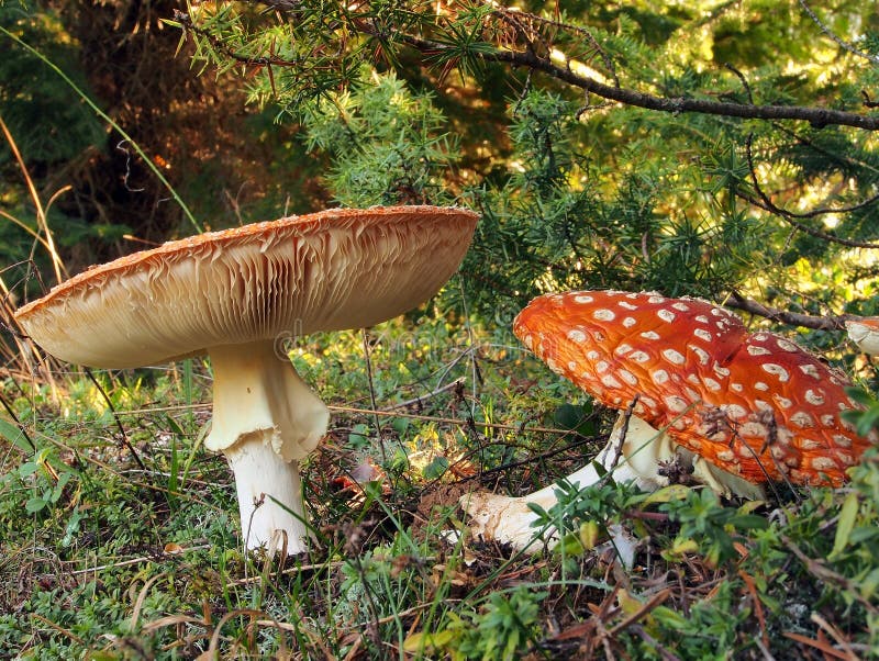 Red Cap Toadstools stock image. Image of sick, inedible - 45816183