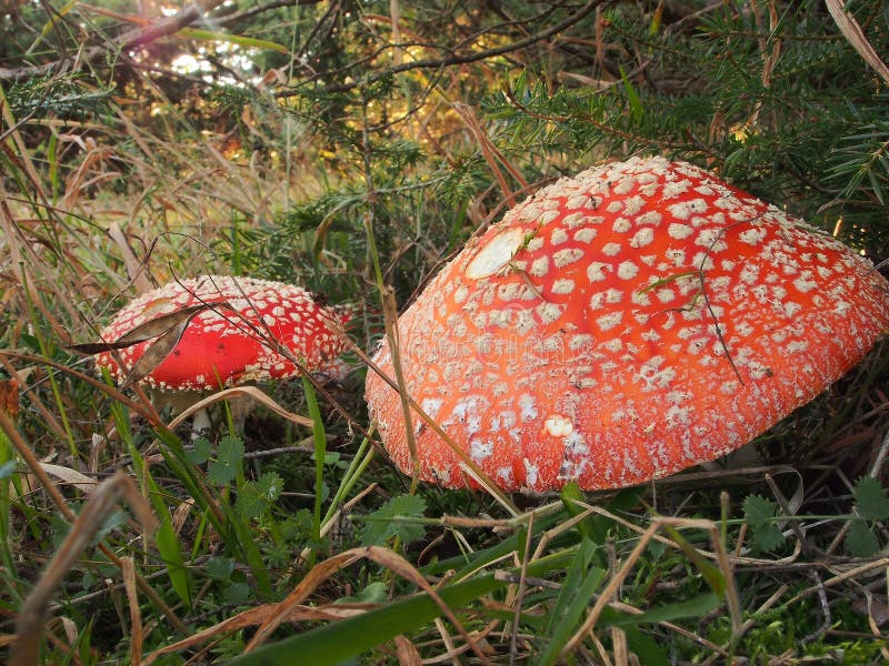 Red Cap Toadstools stock image. Image of sick, inedible - 45816183