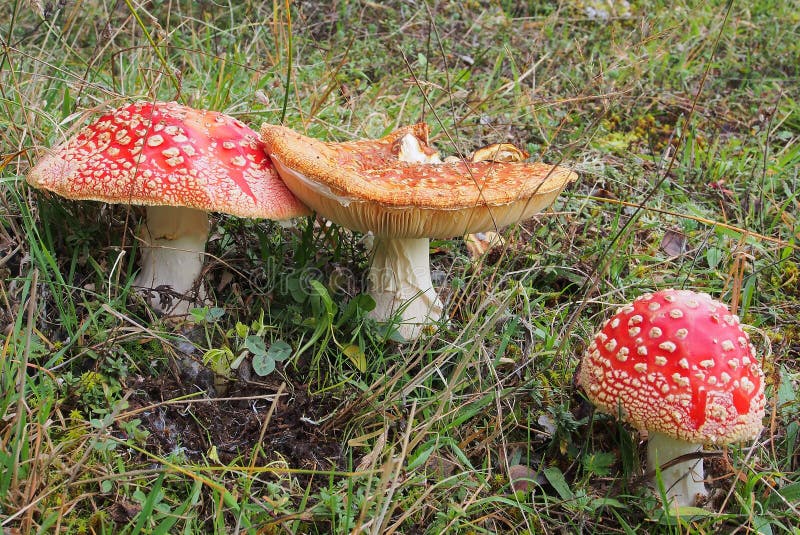 Little Triplet Toadstools stock photo. Image of natural - 3351360
