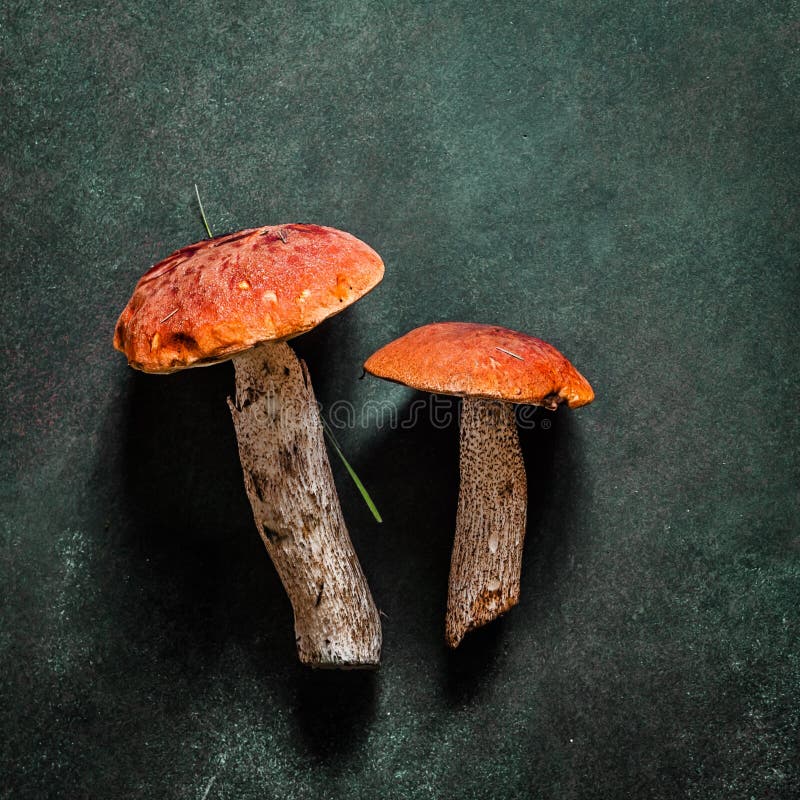 Red Capped Boletes stock image. Image of flora, boletus - 155703063