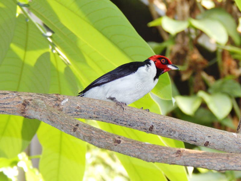 Red Capped Cardinal stock image. Image of carolina, aviary - 46100363