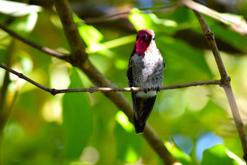Red Capped Anna`s Hummingbird 08 Stock Image - Image of bird, tiny ...