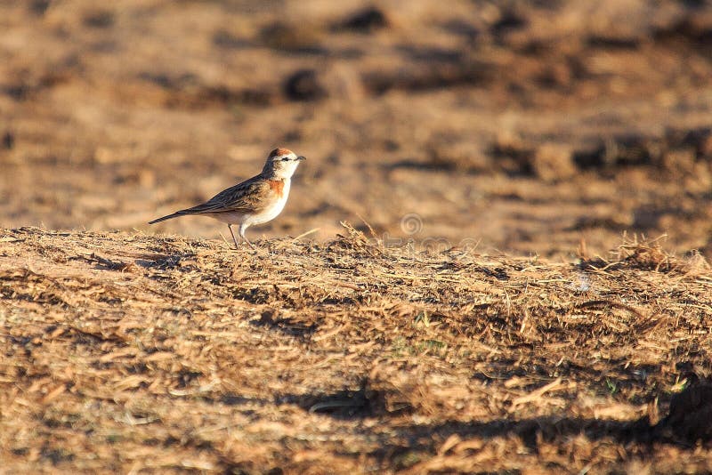 Red Capped Lark - Calandrella Cinerea Stock Image - Image of capped ...