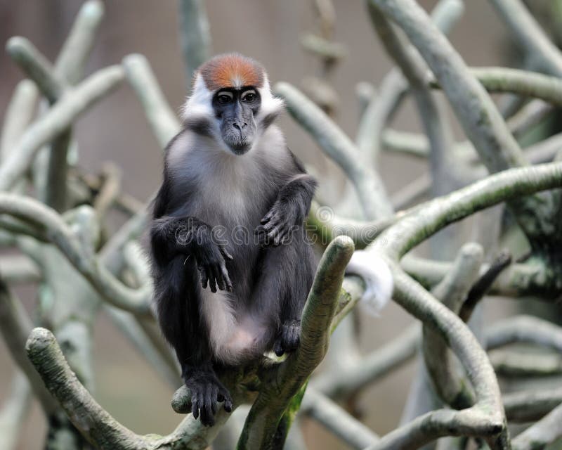 Red-capped mangabey stock photo. Image of monkey, male - 16334834