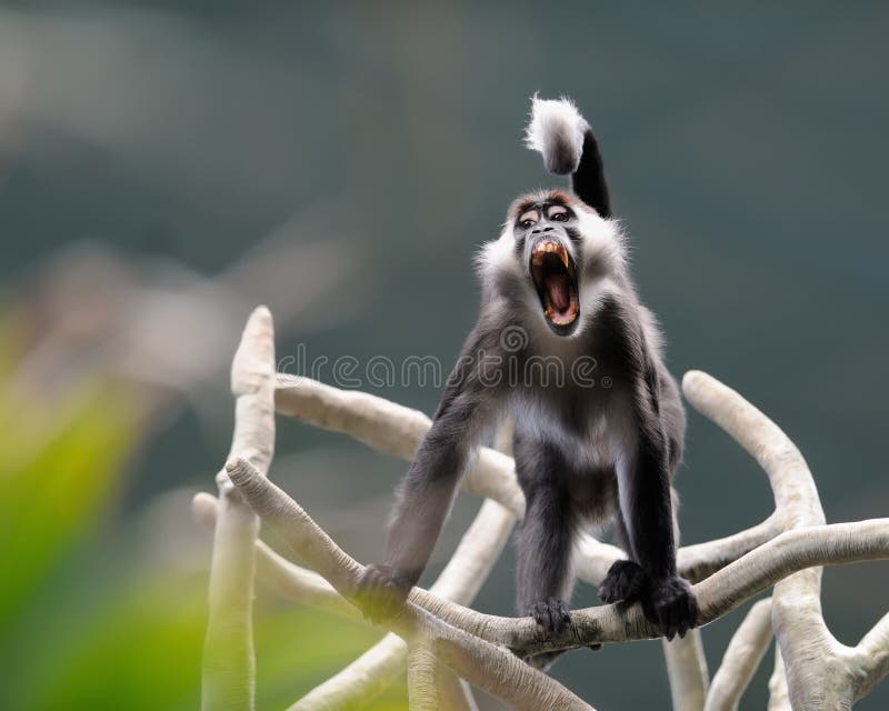 Golden Bellied Mangabey Monkey Close Up Looking Stock Photo - Image of ...