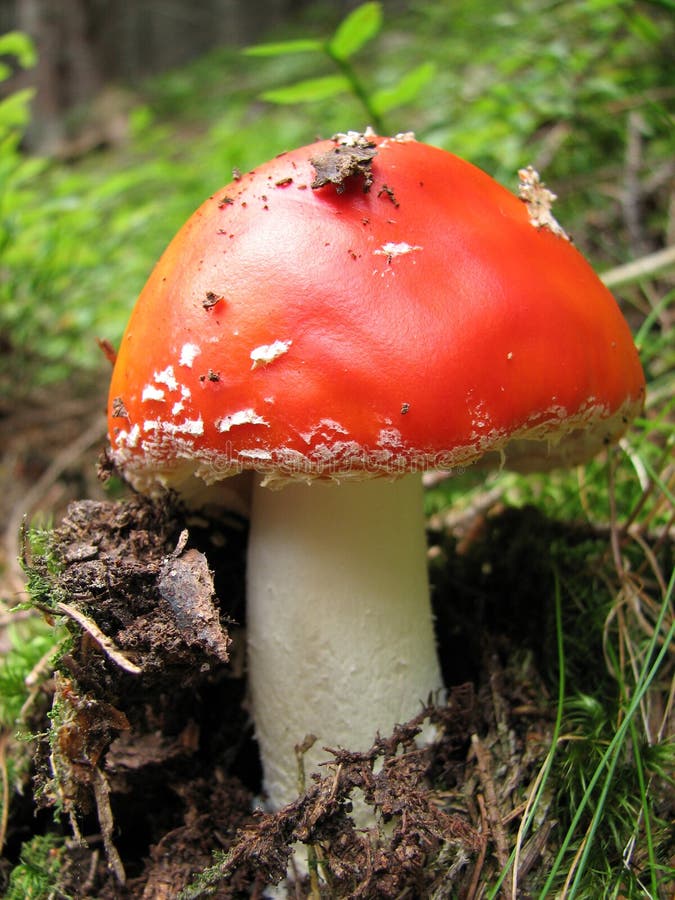 Red capped mushroom stock image. Image of outside, habitat - 3507109