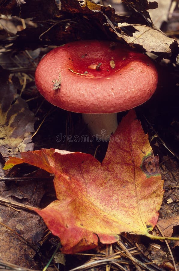 Red Capped Mushroom and Leaf Stock Image - Image of mushroom, leaf ...