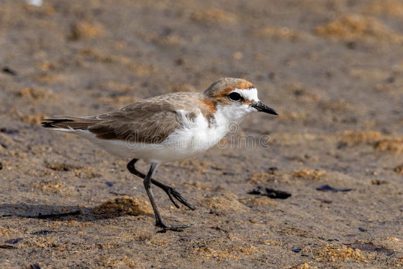 Red-capped Plover in Queensland Australia Stock Image - Image of growth ...