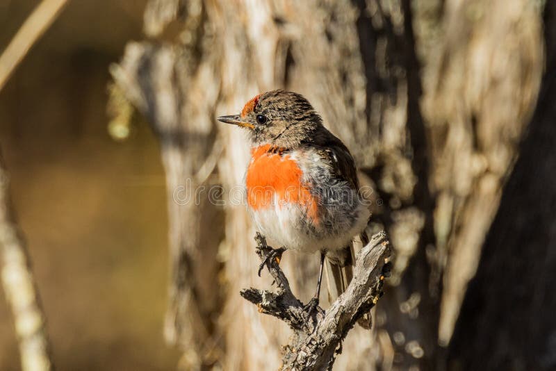 Red-capped Robin in Victoria, Australia Stock Image - Image of ...
