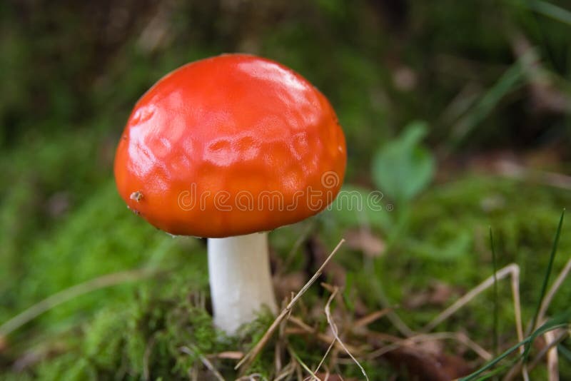 Red capped toadstool stock photo. Image of flora, moss - 1344268