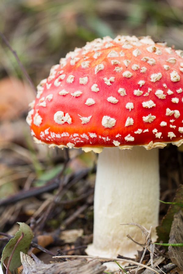 Red capped toadstool stock photo. Image of flora, moss - 1344268