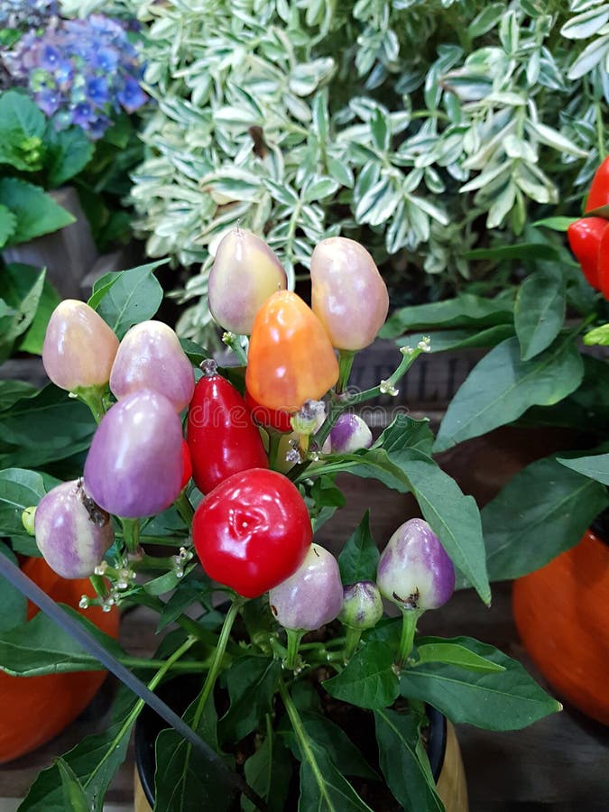 Capsicum stock image. Image of flower, capsicum, vegitable - 127054299