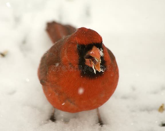 450 Red Cardinal Face Stock Photos - Free & Royalty-Free Stock Photos ...