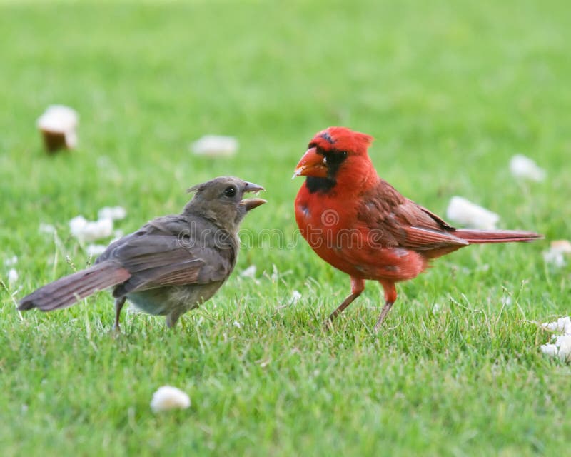 Red Cardinal stock image. Image of feather, nature, male - 15762737
