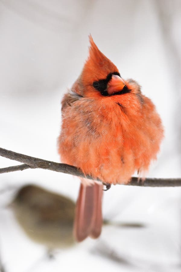 Red Cardinal stock photo. Image of city, central, northern - 4357098