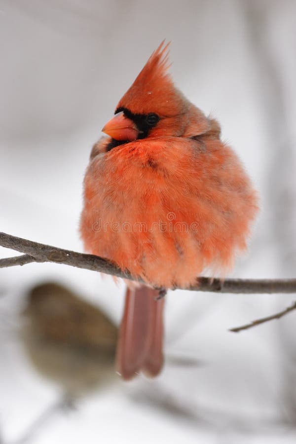 Red Cardinal stock photo. Image of feathers, northern - 4357106