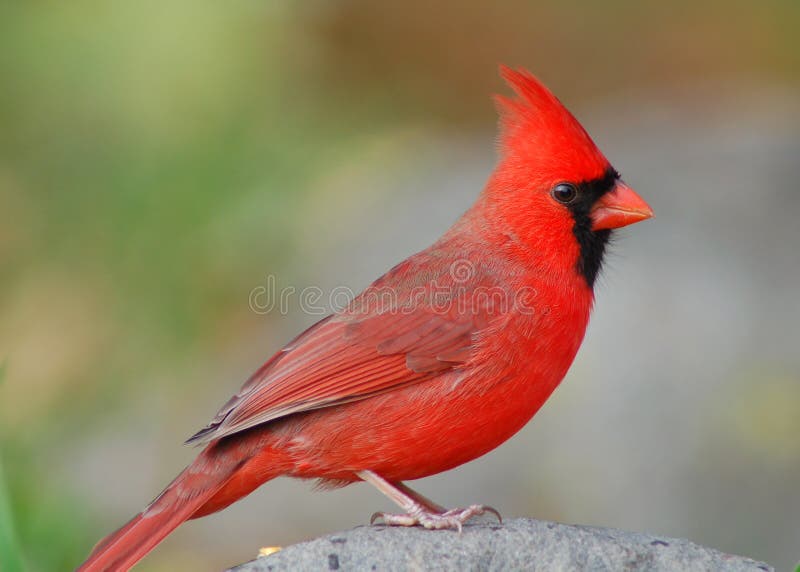 Red Cardinal stock photo. Image of feathers, wild, wildlife - 8860022
