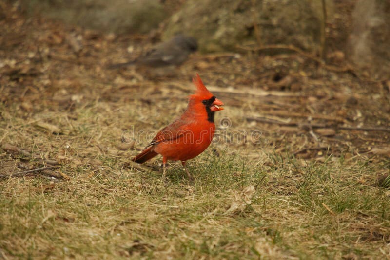 Red Cardinal stock photo. Image of piece, food, beautiful - 52165368