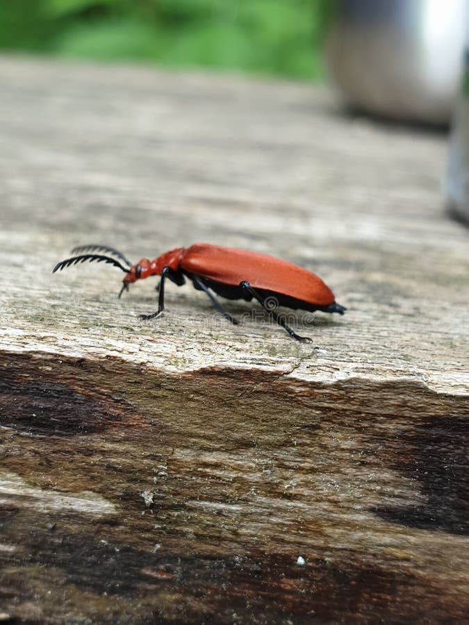 Red Cardinal Beetle in Woodland 02 Stock Image - Image of cardinal ...