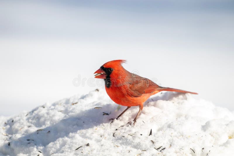Red Cardinal Bird Eating on the Snow Stock Photo - Image of plumage ...