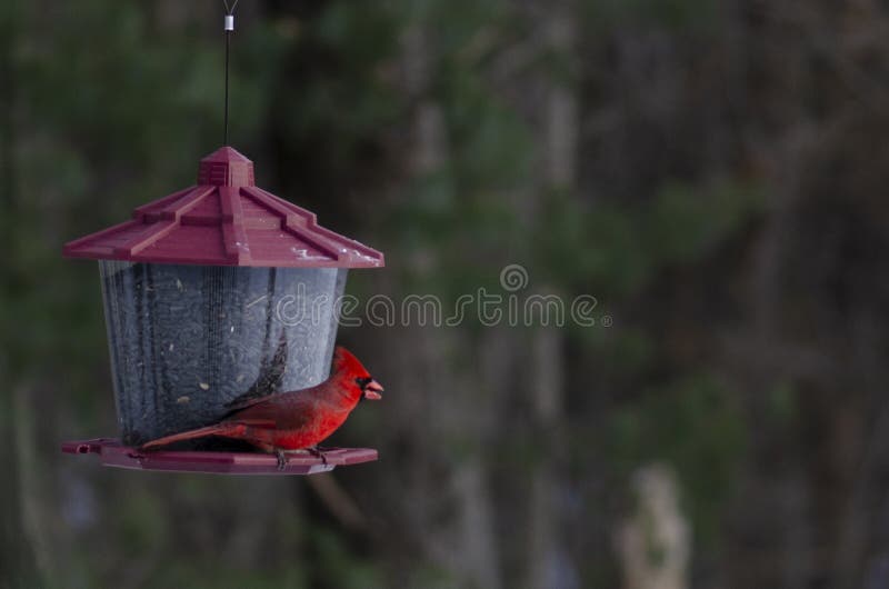 Video of Red Cardinal on Bird Feeder Eating Sunflower Seeds Stock Photo ...