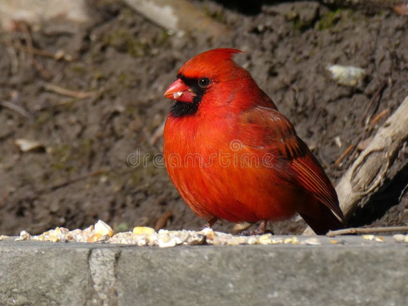 Red cardinal bird stock photo. Image of color, branch - 171454214