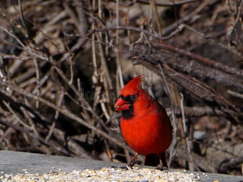 Red Cardinal Bird stock image. Image of cardinal, outdoor - 171481559