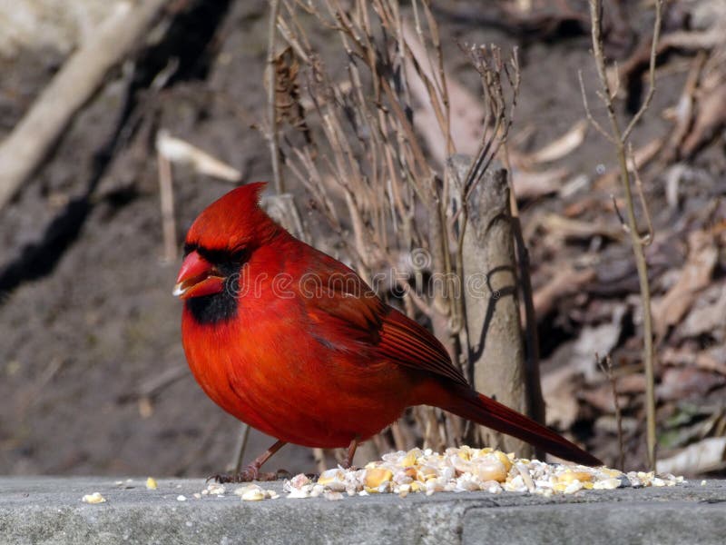 Red Cardinal Bird stock image. Image of outdoor, sitting - 171481975