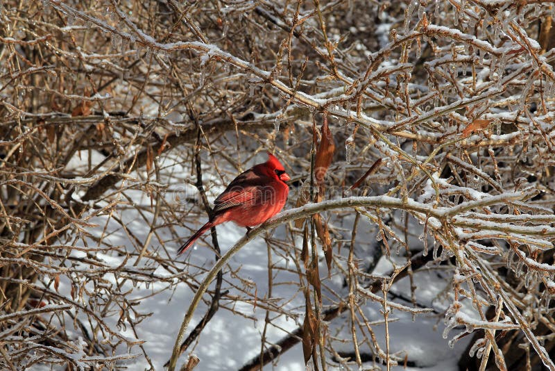 Red Cardinal Bird stock image. Image of flora, snow, fauna - 36261131