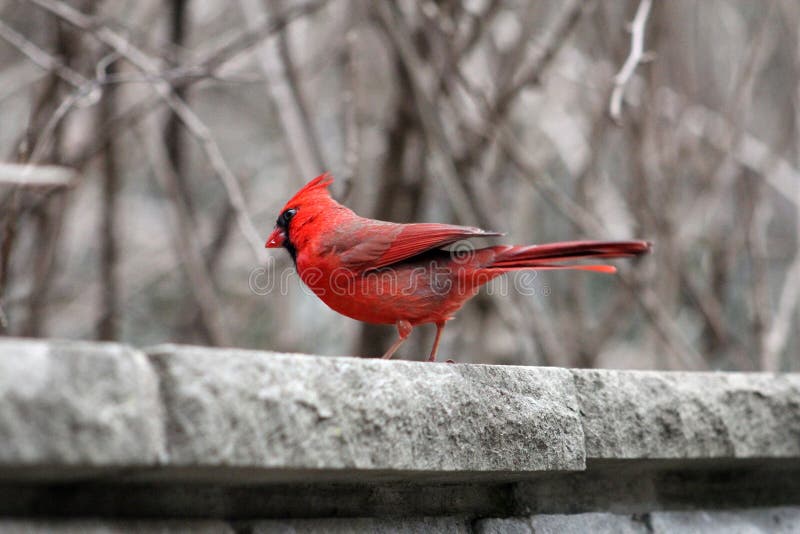 Red Cardinal Bird stock photo. Image of branch, wing - 274003188