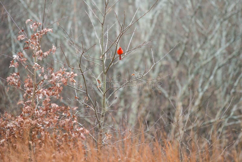 Red Cardinal Bird in Natural State Park in Winter Stock Image - Image ...