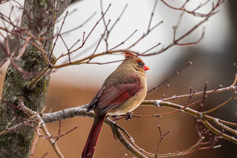 Red Cardinal Bird Perched Branch Against Blur Background Stock Photos ...