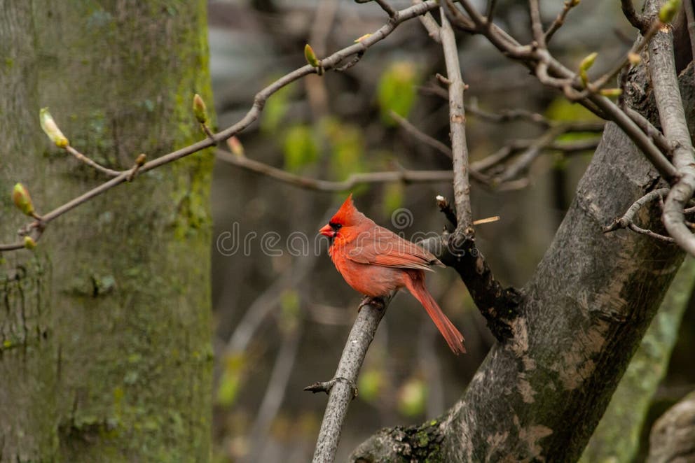 Red Cardinal Bird Perched on a Branch of a Tree in a Forest Stock Image ...