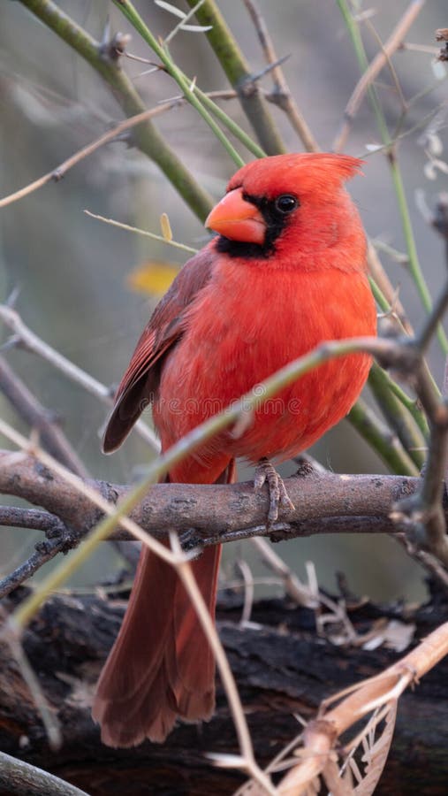 Red Cardinal Bird Perched on a Tree Branch Stock Photo - Image of ...