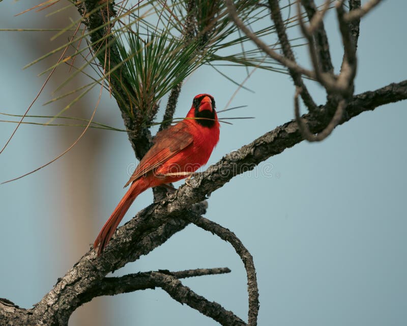 Cardinal On Pine Branch