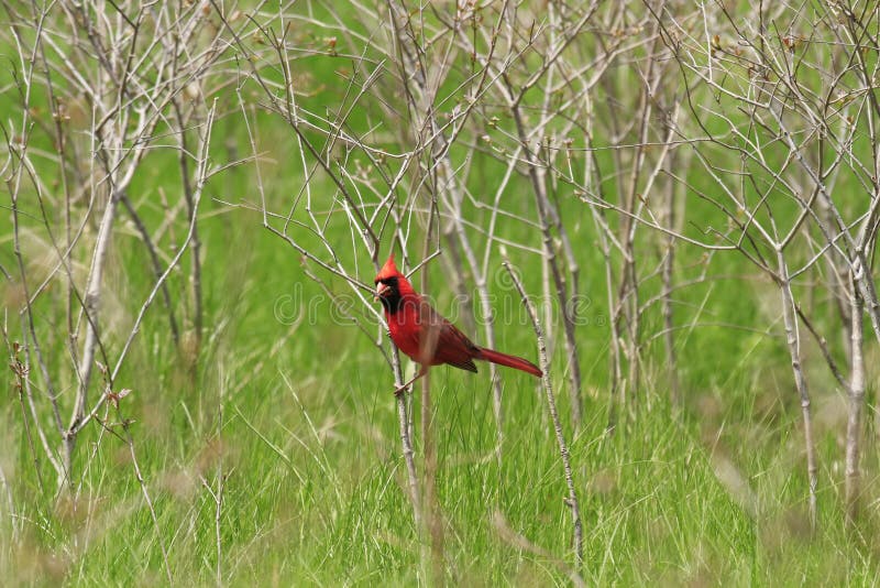 Red Cardinal Bird Standing on a Thin Branch in a Green Field Stock ...