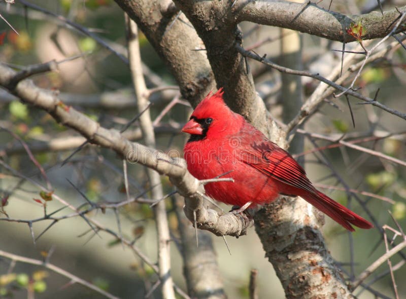 Red Cardinal Bird on the Tree Stock Image - Image of wilderness, winter ...