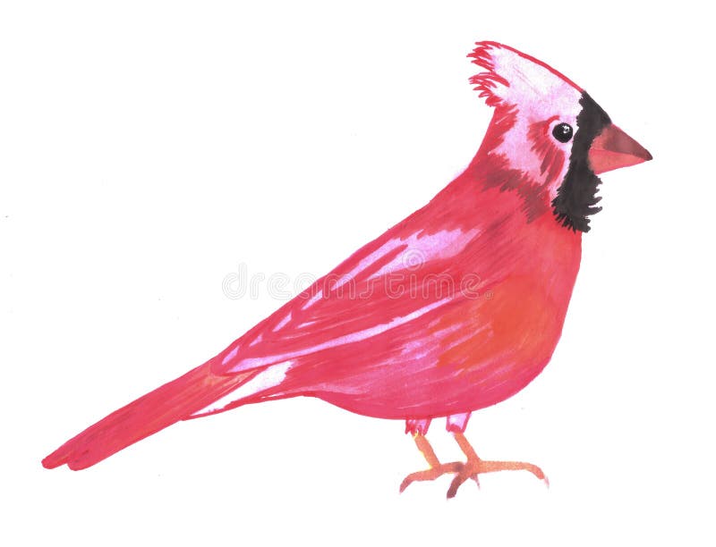 Red Cardinal Bird Watercolor- Cardinalis Cardinalis Stock Illustration ...