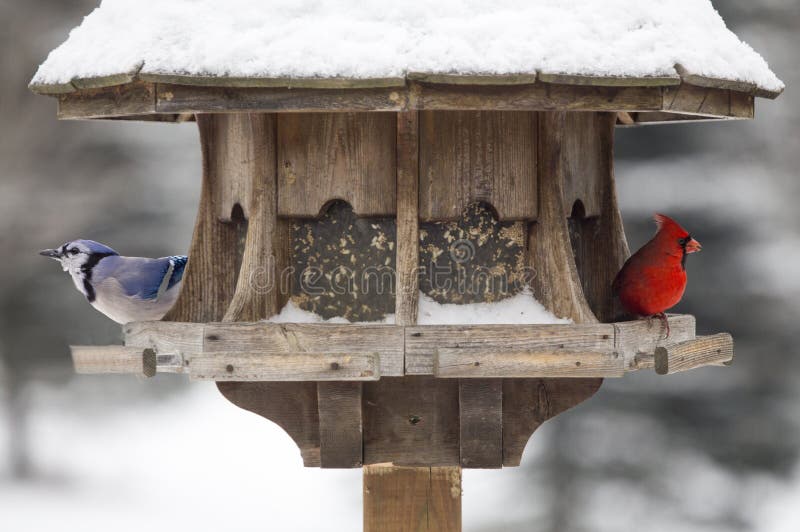 Red Cardinal and Blue Jay stock photo. Image of bird - 67505666