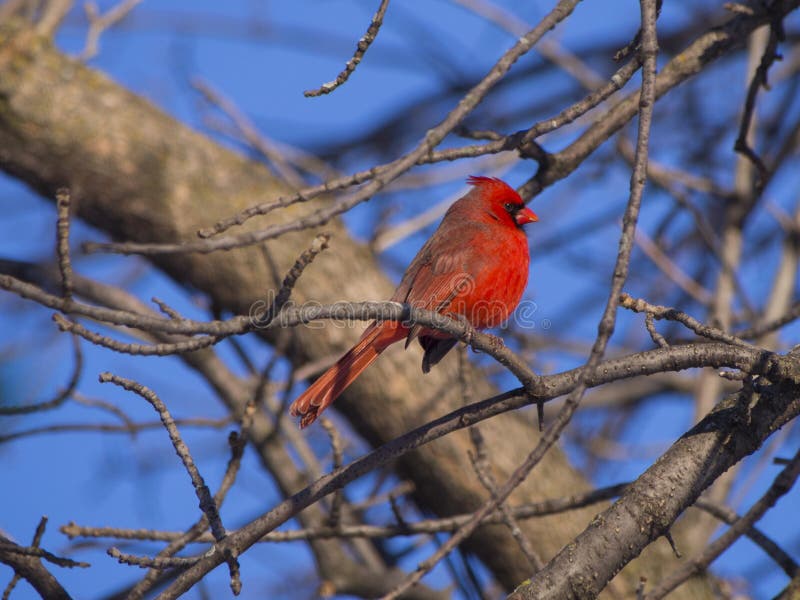 Red Cardinal stock image. Image of park, animal, male - 70202105