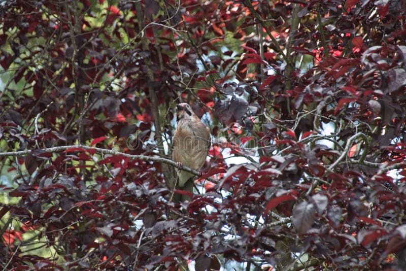 Red cardinal on a branch stock photo. Image of nature - 234945296