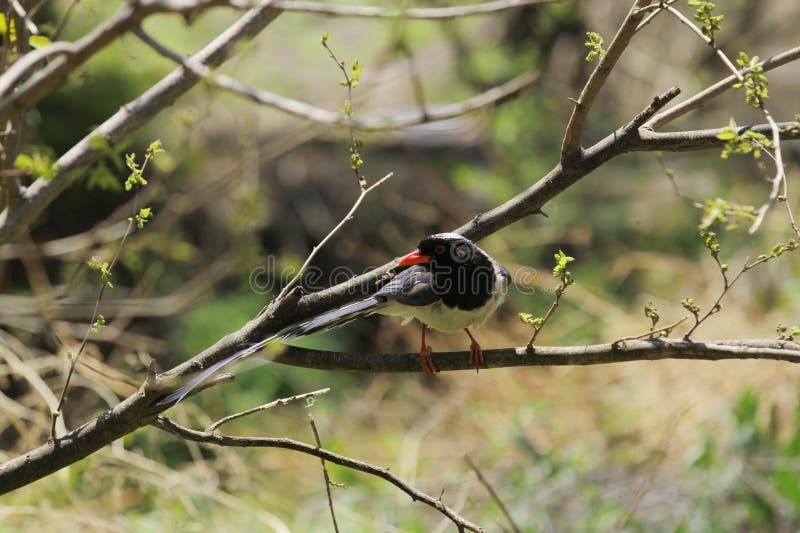 Red cardinal on a branch stock photo. Image of white - 387688954