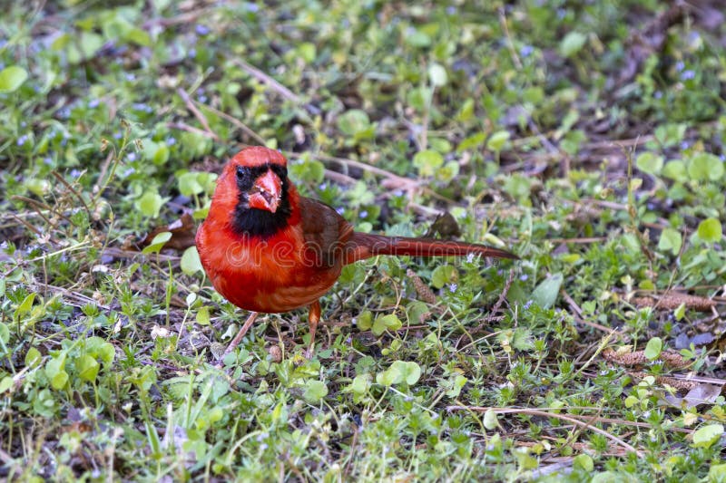 A Red Cardinal stock photo. Image of wildlife, beak - 375315218