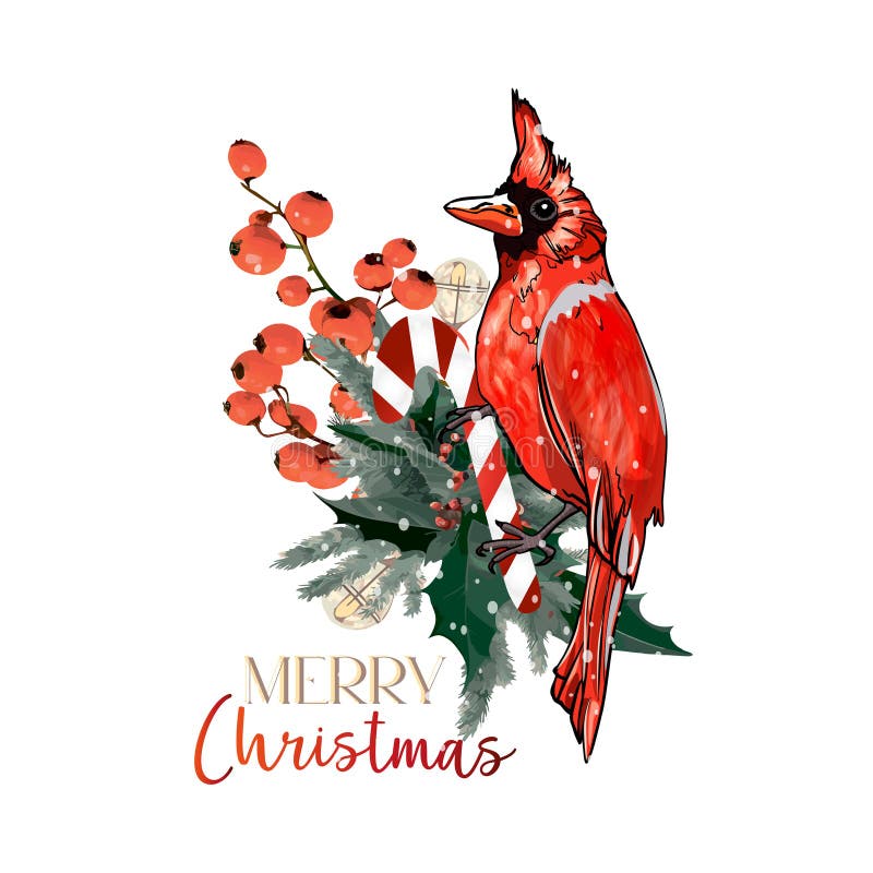 The Red Cardinal in the Christmas Illustration. Winter Illustration for ...