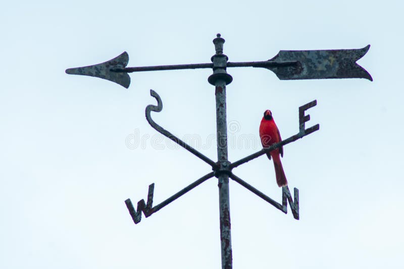 A Cardinal on a Directional Weathervane on a Blue Sky Stock Photo ...